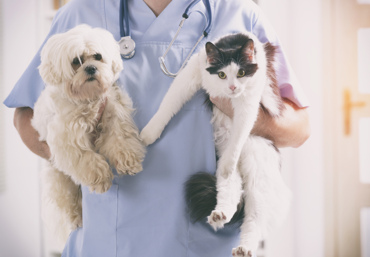 What Happens During My Pet's Spay? | Latah Creek Animal Hospital