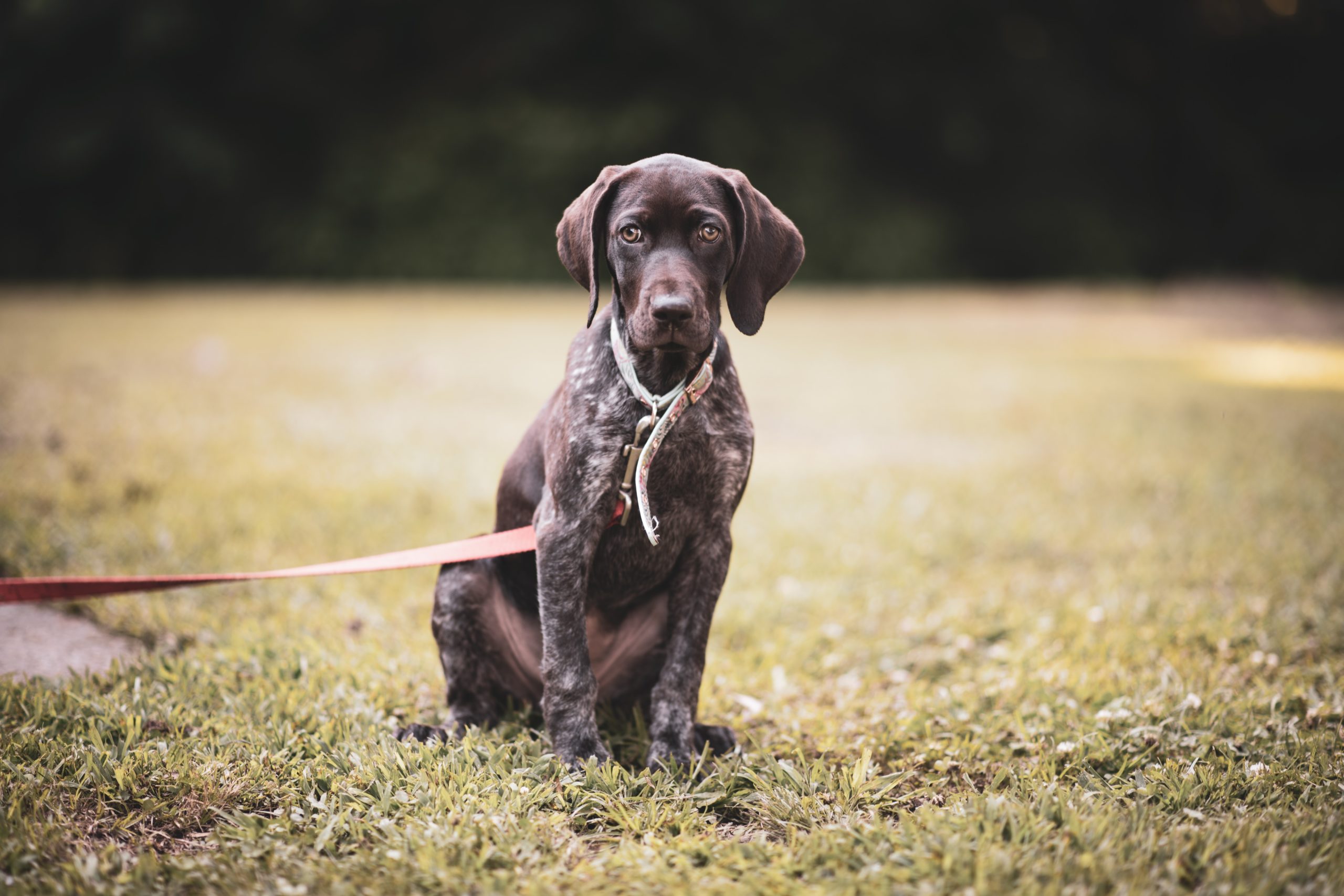Can Lyme Disease In Dogs Cause Low Platelets