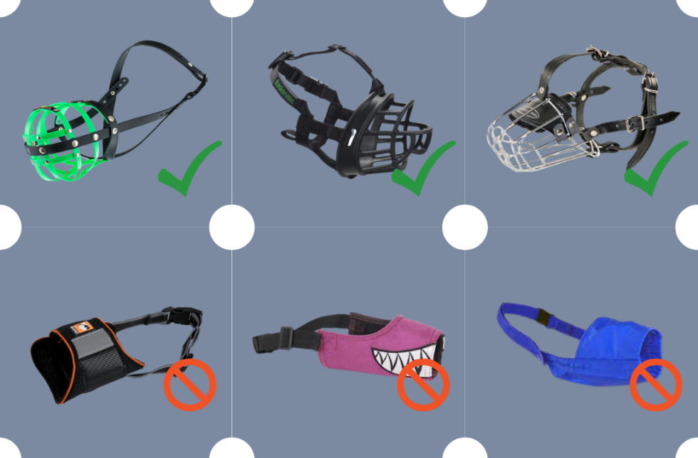 Muzzle Training | Latah Creek Animal Hospital